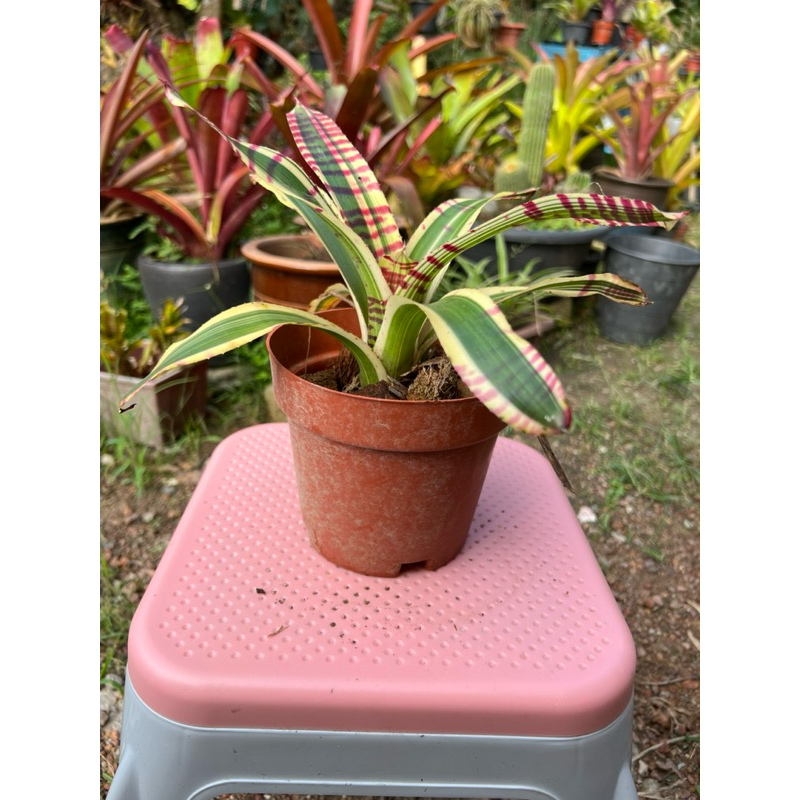 Pokok Bromeliads Tiger Kamikaze | Shopee Malaysia