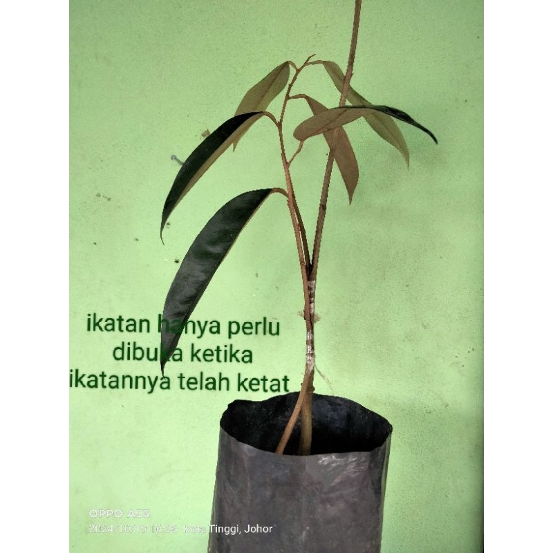 Anak pokok durian klon biasa dan kaki ganda dua tinggi lebih kurang 1 ...