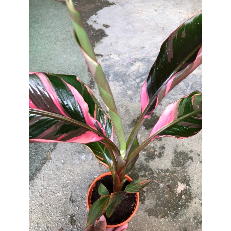 【LSG】Musa Nono Pink| Musa florida | icecream | Red slash |Variegated ...