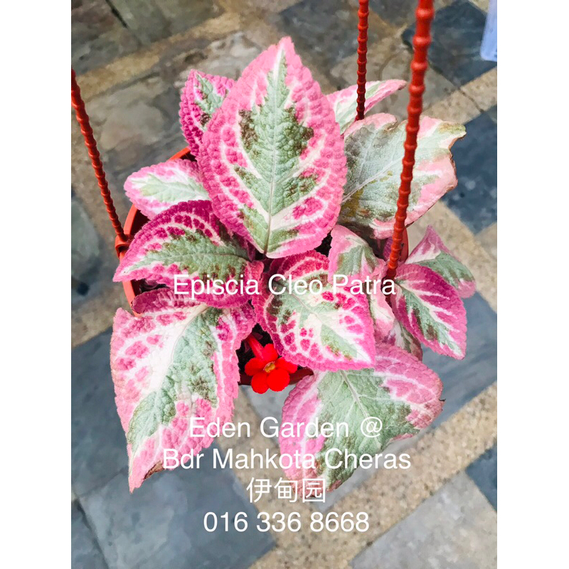 Episcia cleopatra ( rare ) 喜萌花 NO SEND TO SABAH & SARAWAK | Shopee Malaysia