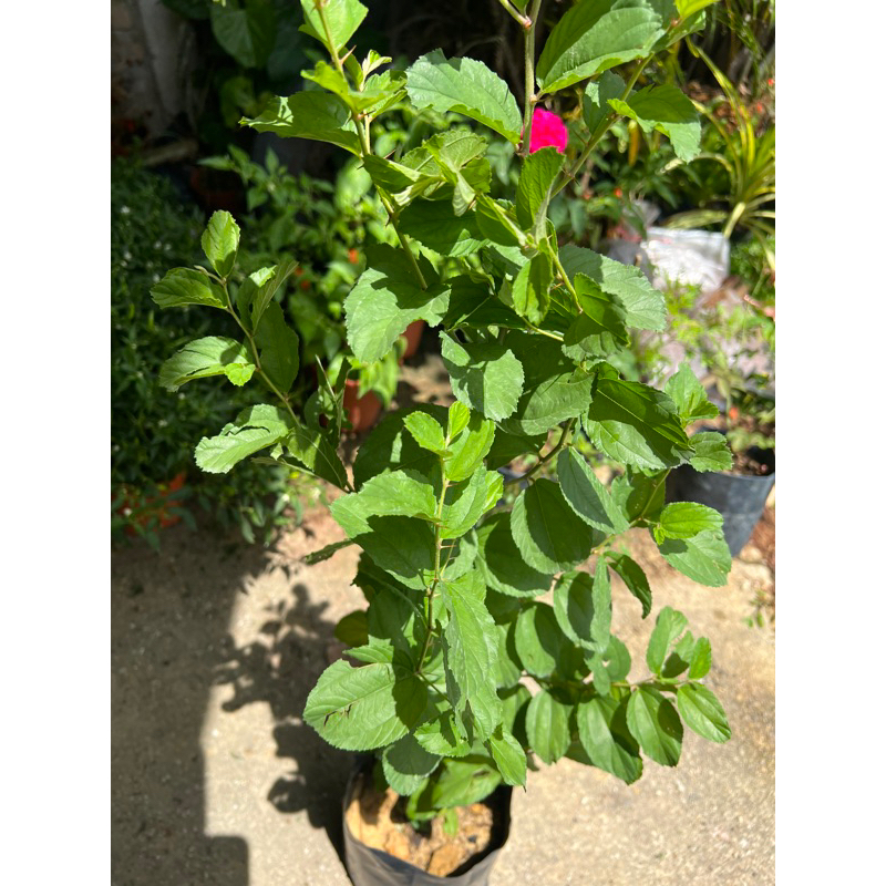 Pokok Bidara Berduri Saiz Besar Daun Rimbun - Pokok ikhtiar pagar rumah ...