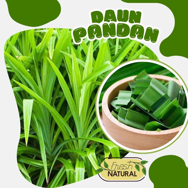 Real Plant Daun Pandan Fresh murah untuk kuih dan Nasi lemak (Helaian ...