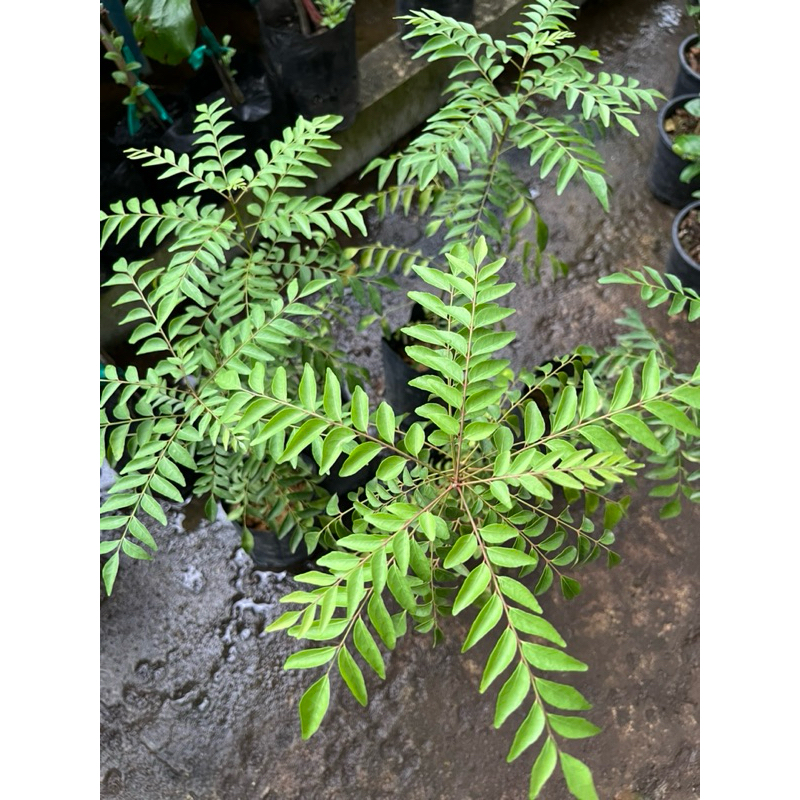 POKOK KARI SUBUR 🥘🌲🌲 | Shopee Malaysia