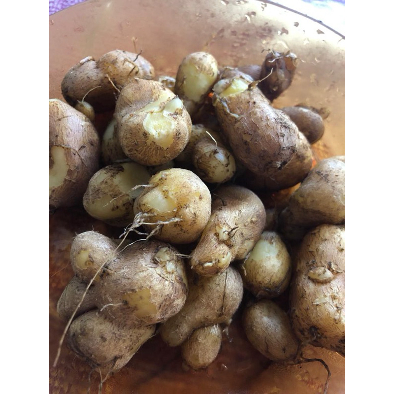 UBI KEMILI fresh 1kg | Shopee Malaysia