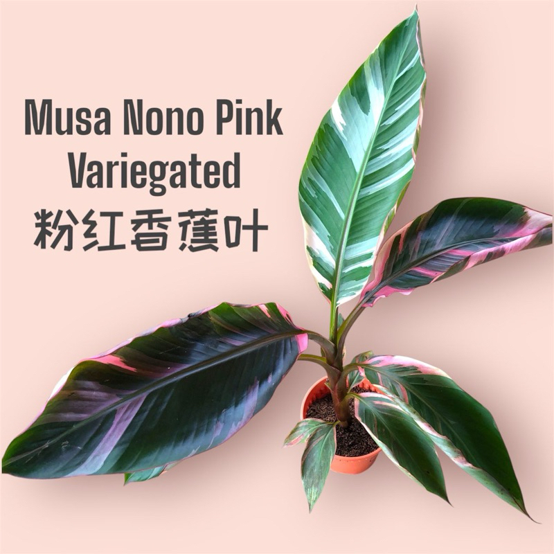 【TWG668】 Musa Nano Nonopink | musa florida | siam ruby | ice cream ...