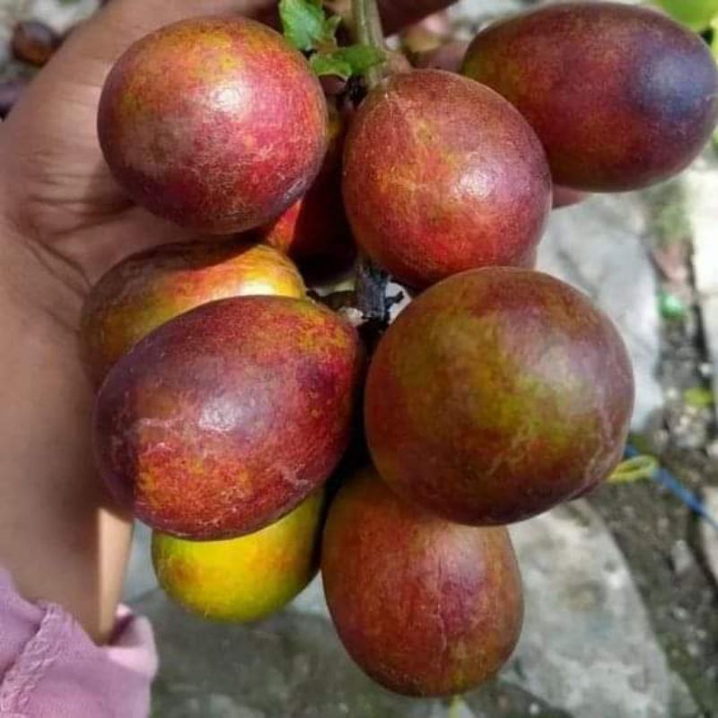 Pokok Matoa / Buah Kristal / Pometia pinnata. | Shopee Malaysia