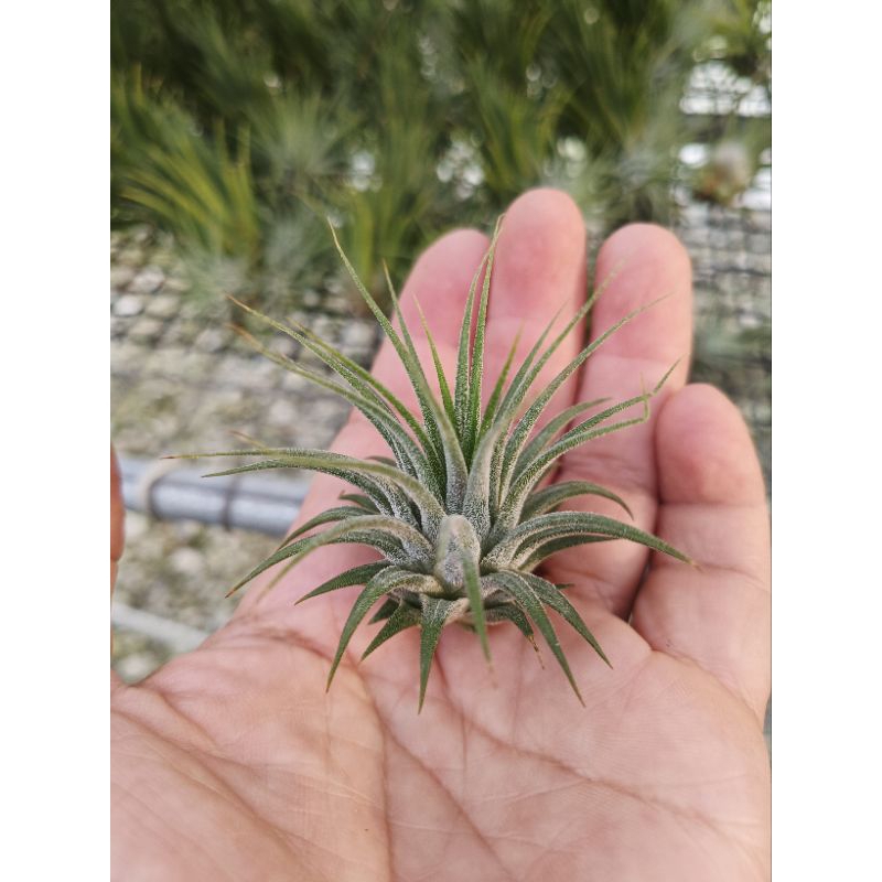 Artofairplantt Air Plant Tillandsia ionantha stricta Mexico | Shopee ...