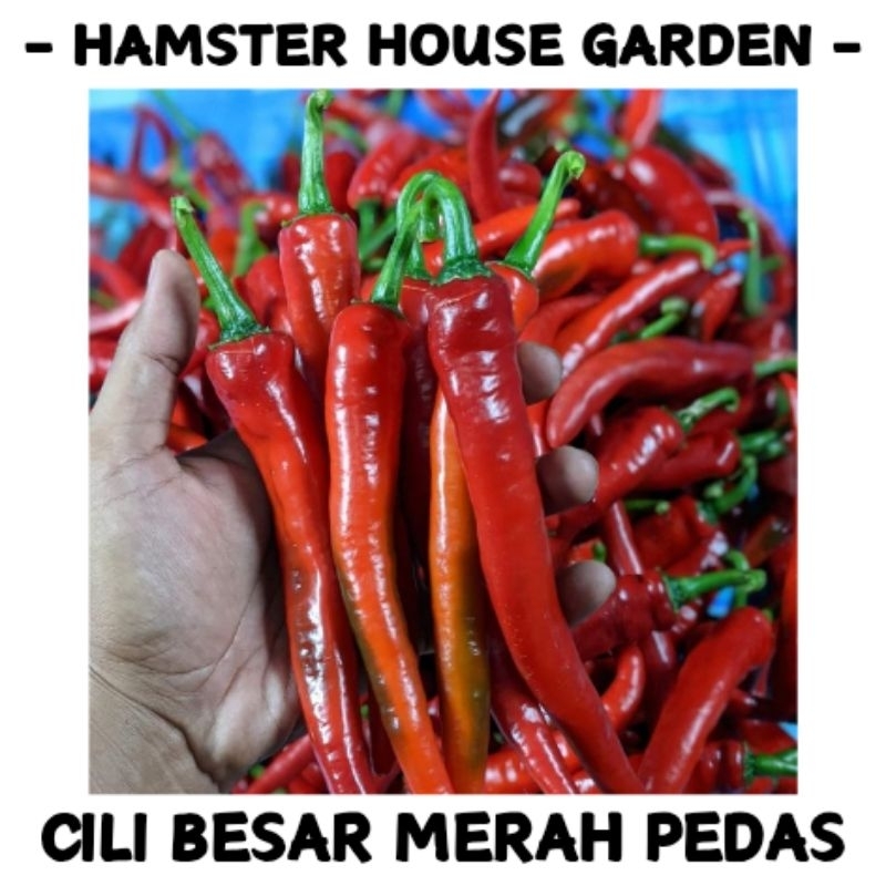 HSK [50pc] CILI BESAR MERAH PEDAS RED CHILI SEED BIG JOHOR 1033 | BIJI ...