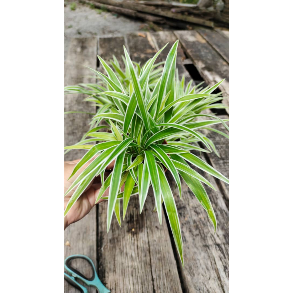 Pokok Spider / Spider Plant | Shopee Malaysia
