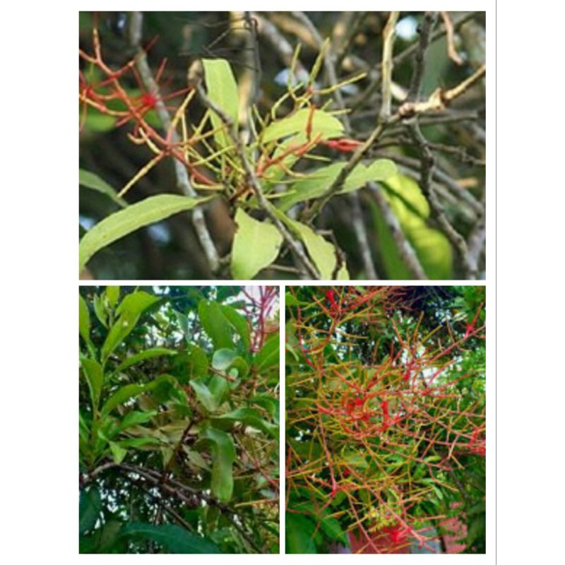 pokok dedalu pokok herbamenumpang(ubat barah) | Shopee Malaysia