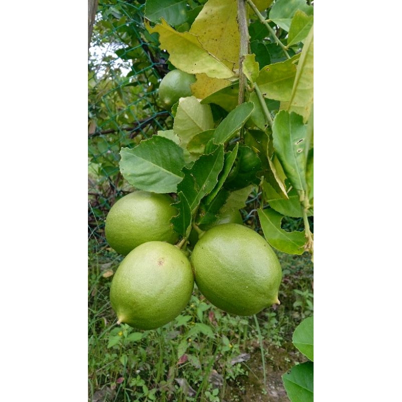 Buah limau lemon 1kilo.Limau untuk buat acar limau.Organik tiada ...