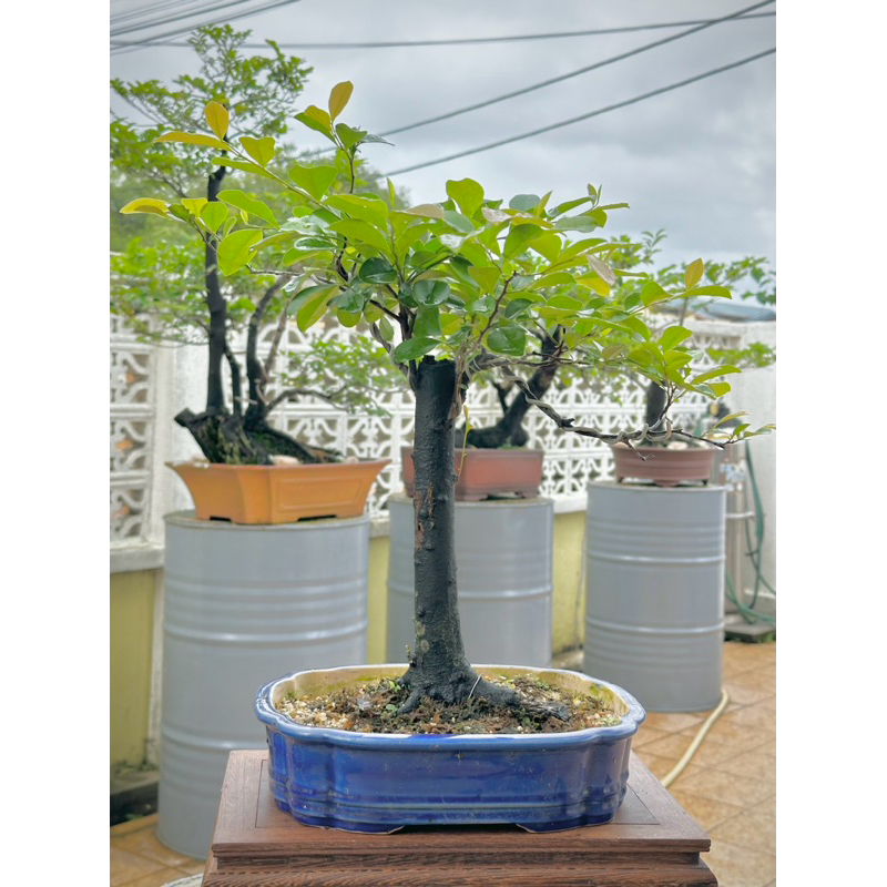 maba buxifolia bonsai 象牙树/黑木 | Shopee Malaysia