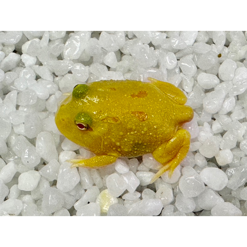 Pikachu pacman frog | Shopee Malaysia