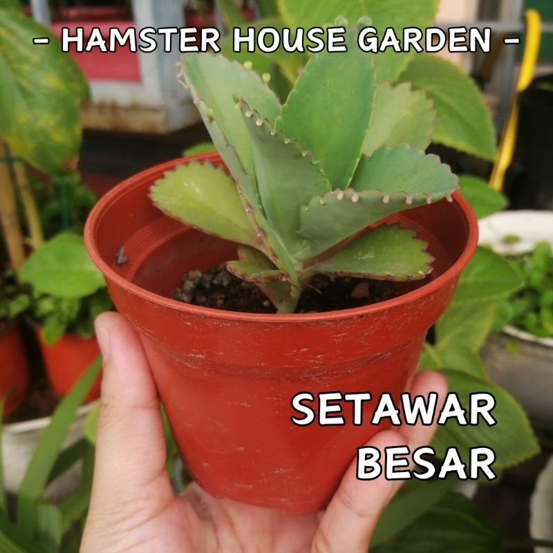 HSK [1 pot] KALANCHOE PINNATA SUCCULENT | POKOK SETAWAR DAUN BESAR ...