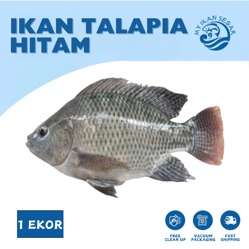 IKAN TALAPIA HITAM 1 EKOR S/M (SIAP SIANG & CUCI) IKAN SEGAR FROZEN ...