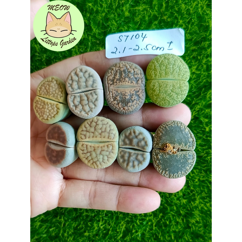 Lithops ready stock/一物一拍(as picture) 大母本生石花 ST104 | Shopee Malaysia