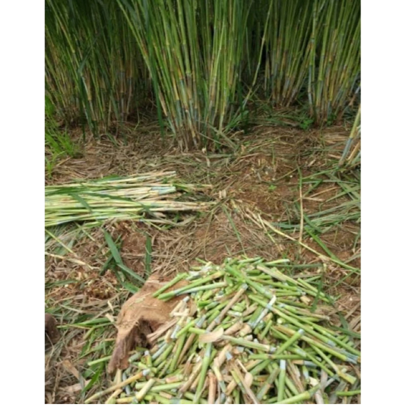 (🔥HOT SELLING🔥) RUMPUT NAPIER SEGAR UNTUK TERNAKAN 1KG | Shopee Malaysia