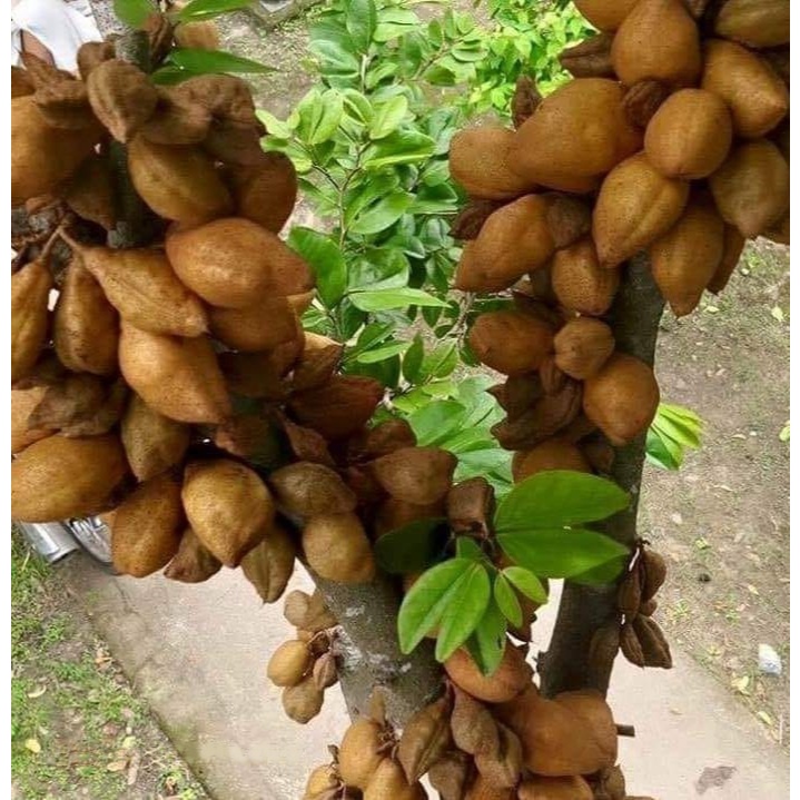 Pokok Nam Nam @ Katak Puru Lejen Saiz Besar | Shopee Malaysia