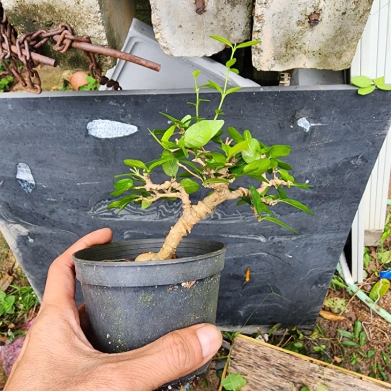 bonsai jeliti sui mei 水梅 for beginner | Shopee Malaysia