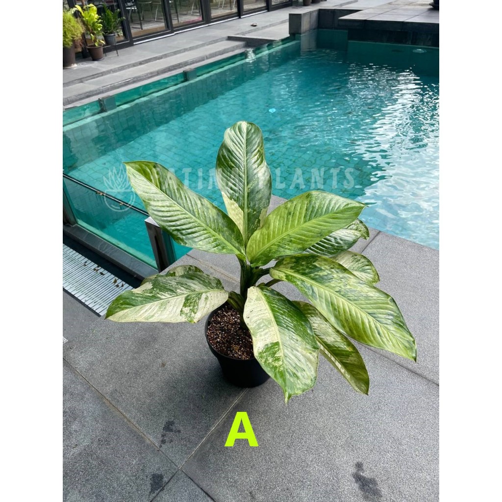 Dieffenbachia Setti Wilson Variegated - Aroid Live Indoor Plant Pokok ...