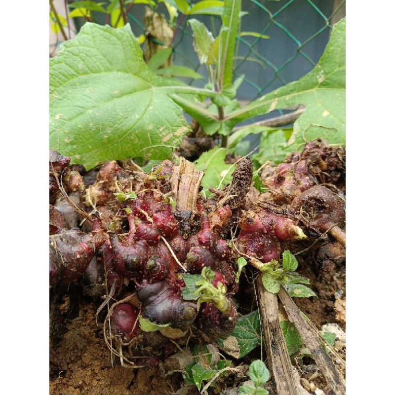 benih tunas pokok yacon cameron highlands | Shopee Malaysia