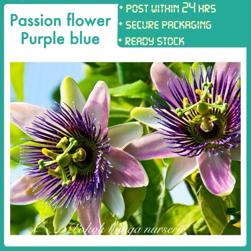 PBN - passion flower purple blue - Passiflora incarnata outdoor plant ...