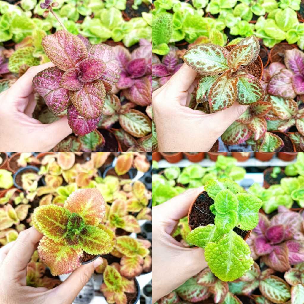 LUSHECO-Episcia with pot 55mm/Small Plant/Indoor Plant (RANDOM PICK ...