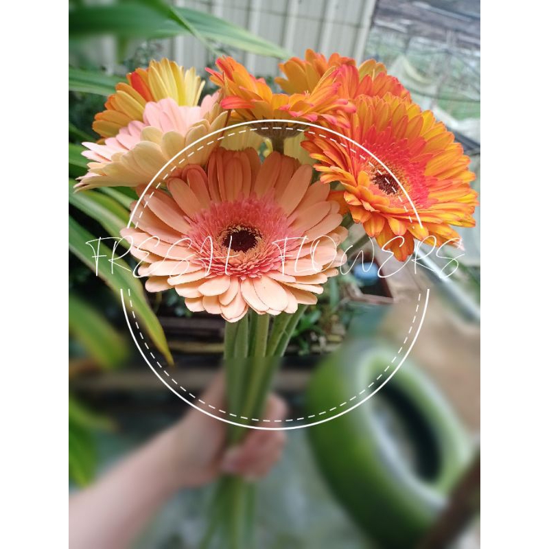 Fresh Gerbera/Daisy from farm of Cameron非洲菊Mix Champagne+Orange Yellow ...