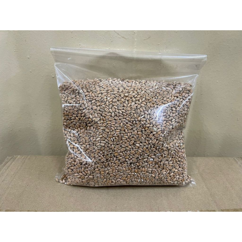 Gandum Makanan Haiwan Wheat Bird Pet Food Feeder Biji Gandum Ayam ...