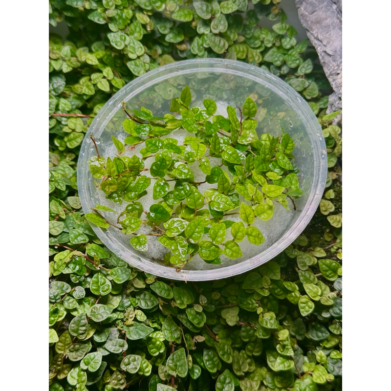 Ficus Pumila minima (Terrarium Rare Plant) | Shopee Malaysia