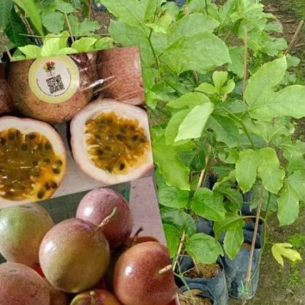 Pokok Markisa Merah/Red Passion Fruit seedlings 红百香果苗 | Shopee Malaysia