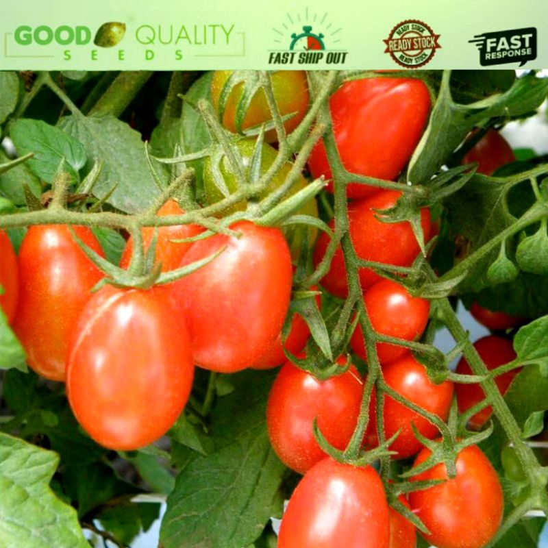 Benih Tomato Ceri/Cherry Tomato Seeds 30pcs | Shopee Malaysia