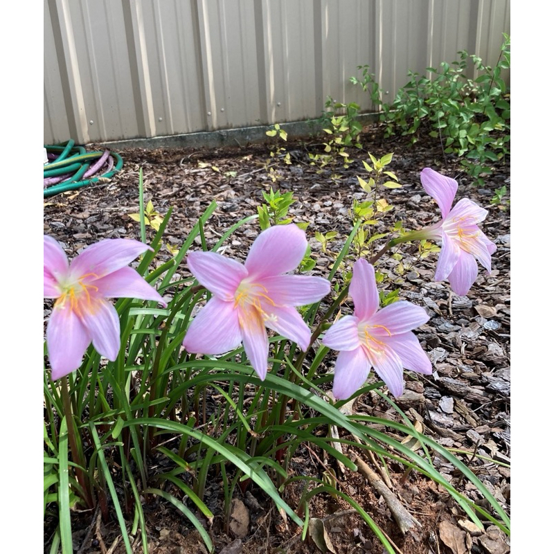 Pokok Bunga Rain Lily Zepyranthes SOFT PINK / pokok dalam polybag ...