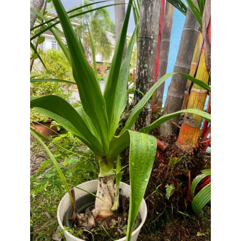 anak pokok tembaga suasa/melong /bekong/patah tulang | Shopee Malaysia