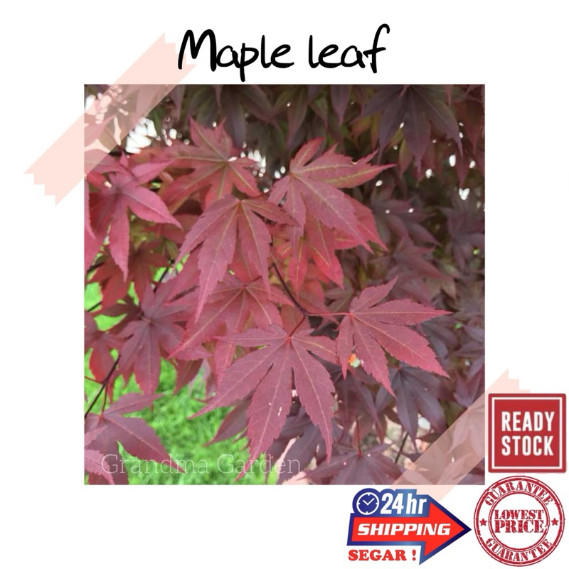 (GG real plant) maple leaf ^ pokok bonsai daun hidup hiasan rumah live ...