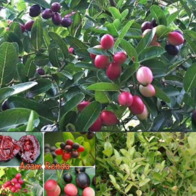 pokok asam renda hibrid | Shopee Malaysia