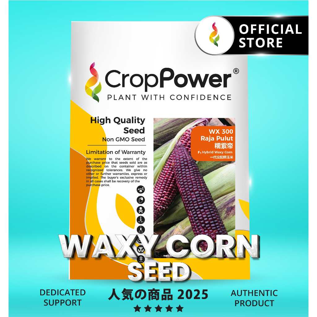 (100 GRAM) Biji Benih Jagung Pulut Raja Pulut 糯紫帝 WX300 CROP POWER ...