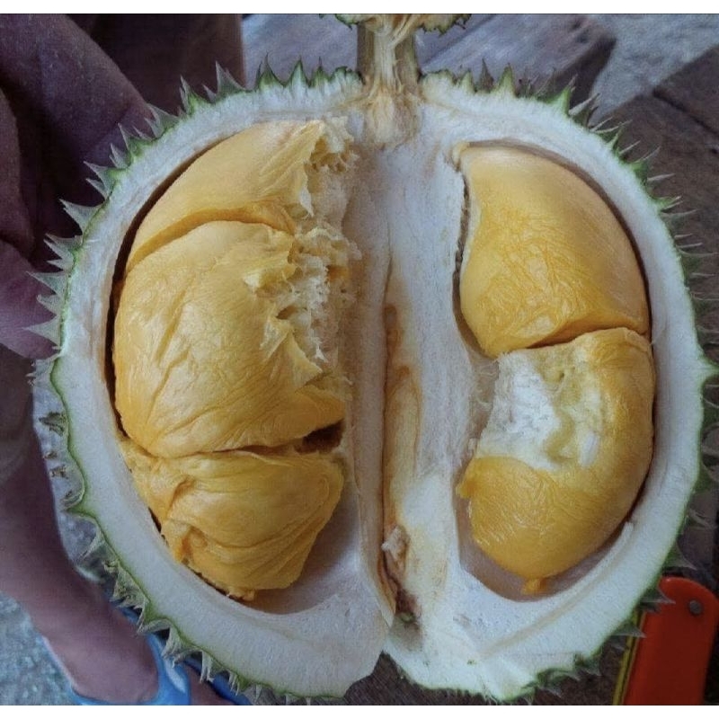 POKOK DURIAN D200 DURI HITAM 3kaki++ | Shopee Malaysia