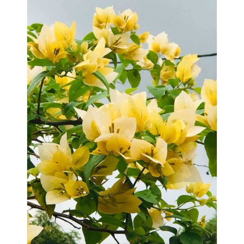 4 Keratan Bunga Kertas Survena | Shopee Malaysia