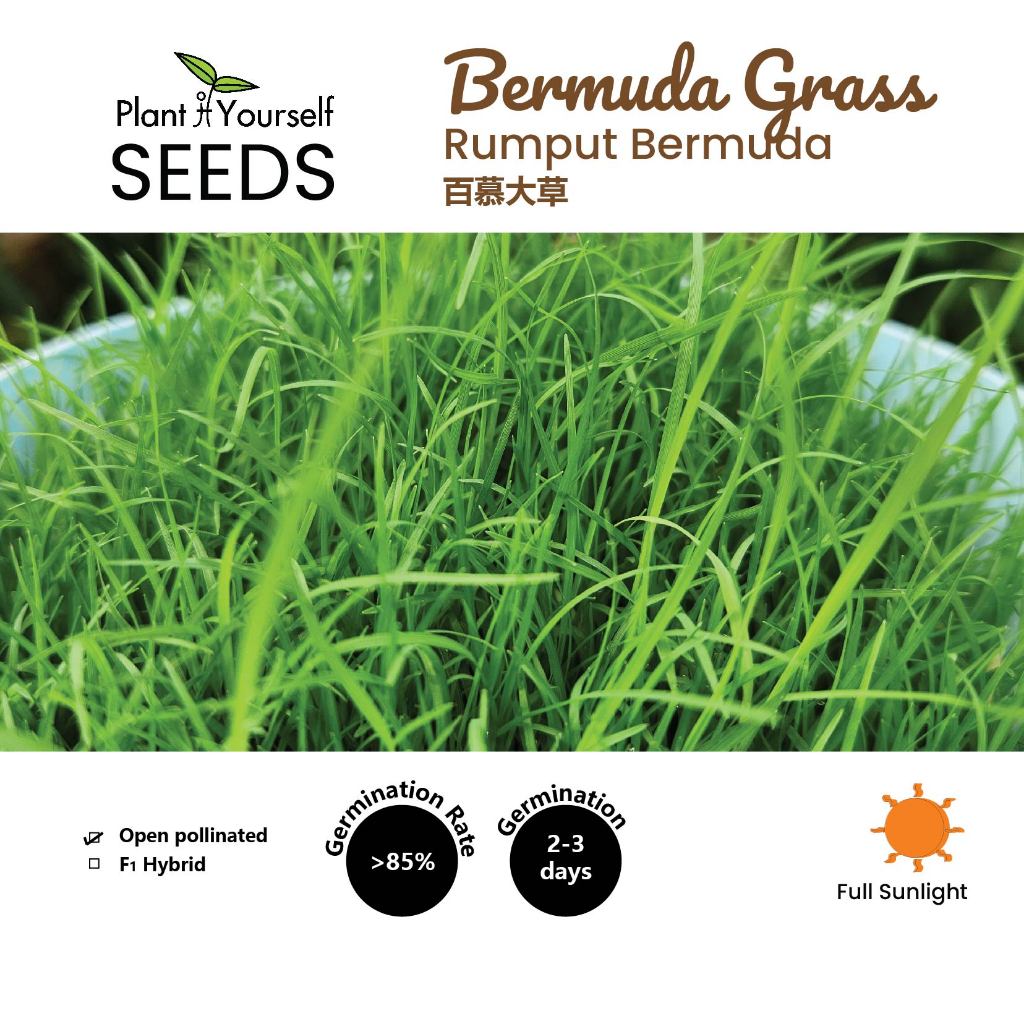 BENIH Rumput Bermuda / SEEDS Bermuda Grass / 种子 - 百慕大草 (5.3g | 17.6g ...