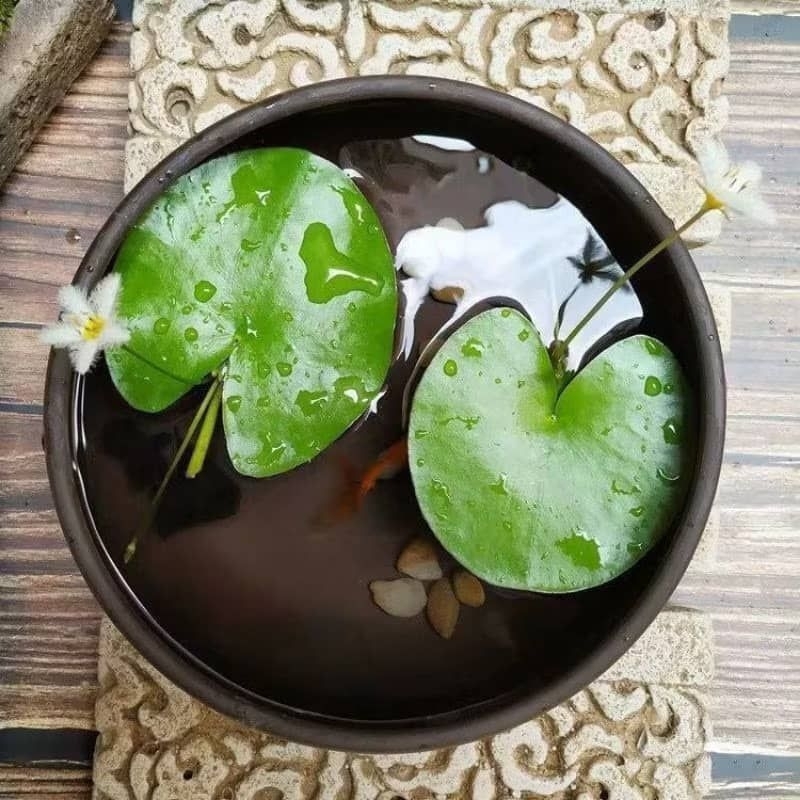一叶莲 Water Snowflake / Nymphodies Lungtanensis Floating Plant ...