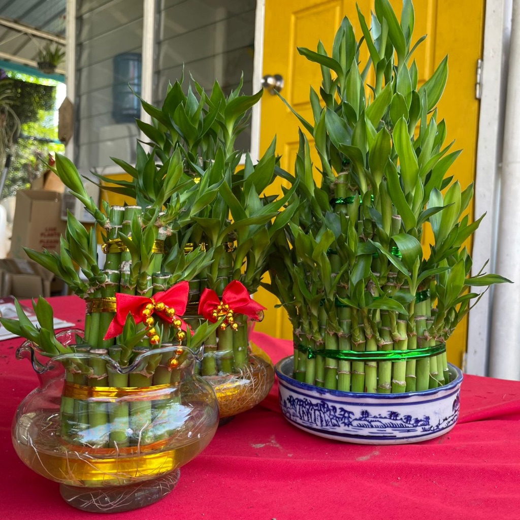 H2O - [CNY PLANT] Lucky Bamboo Tower / Lucky Bamboo Tong / 步步高升 Indoor ...