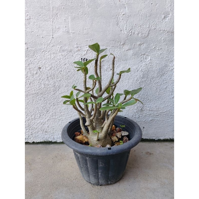 Adenium MKMK X GOTJI | Shopee Malaysia
