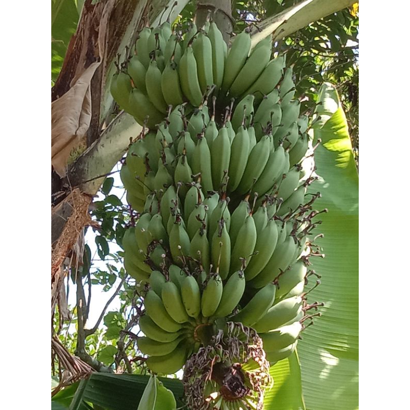 1 ikat pisang mentalon tua untuk buat kerepek l gulai | Shopee Malaysia