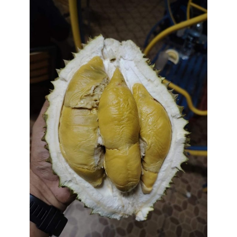 Pokok Durian Tupai King Original Penang | Shopee Malaysia