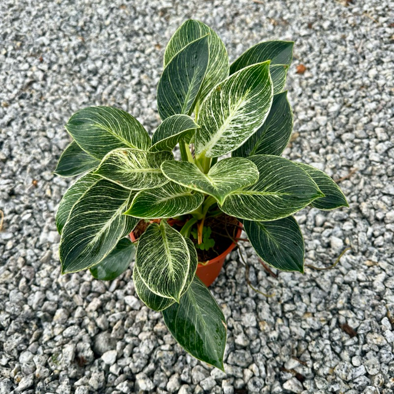 🔥INDOOR🔥 PHILODENDRON BIRKIN / White Wave Tree / Keladi Birkin / 150mm ...