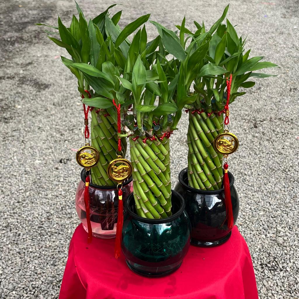 GPS Green Plant Society CNY 2025 Hydro Feng Shui Bamboo Self-watering ...