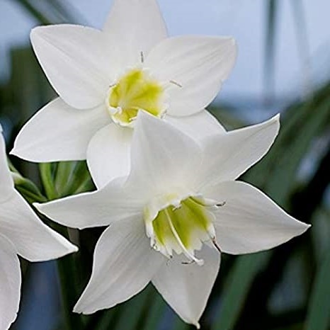 TIADA COD Set 2 Biji Bawang Pokok Bunga Amazon Lily | Shopee Malaysia