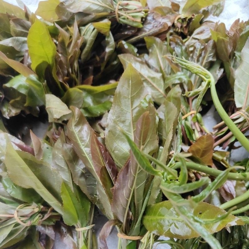 PUCUK PUTAT ulam.kampung ( 2@3 ikat ) | Shopee Malaysia