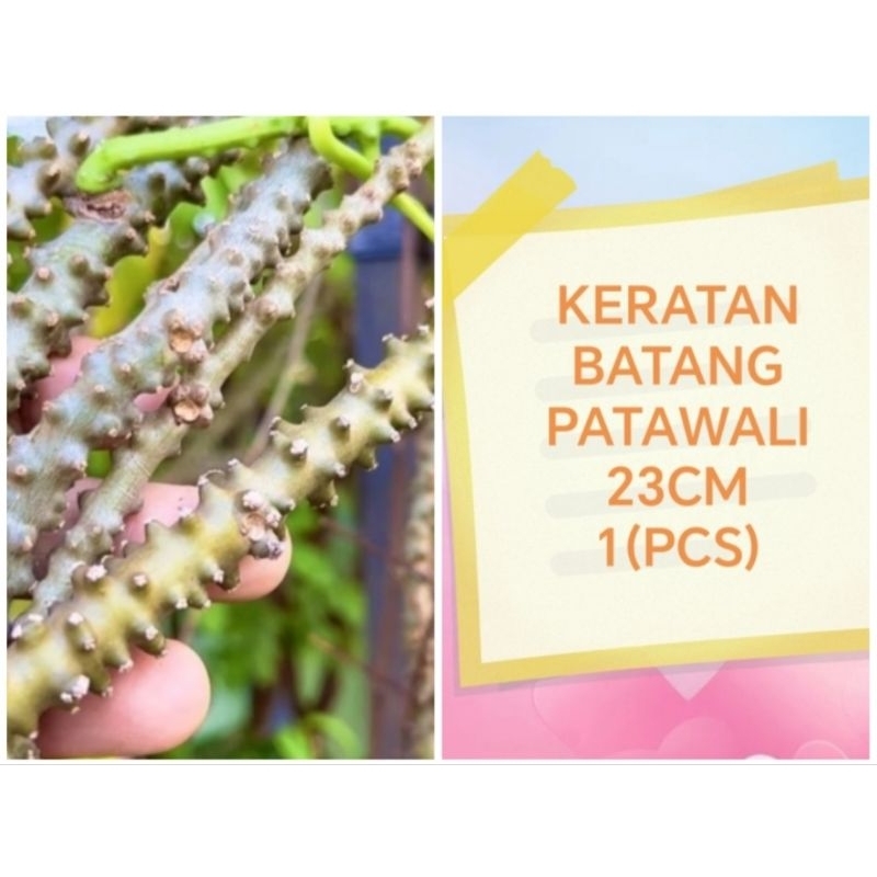 AKAR PATAWALI / SERUNTUN / BAKAWALI 23cm ( IKTIAR PUTUS SUSU ) | Shopee ...